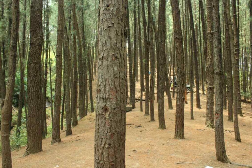 11 Perfect Places to Visit in Vagamon for a Relaxing and Memorable ...